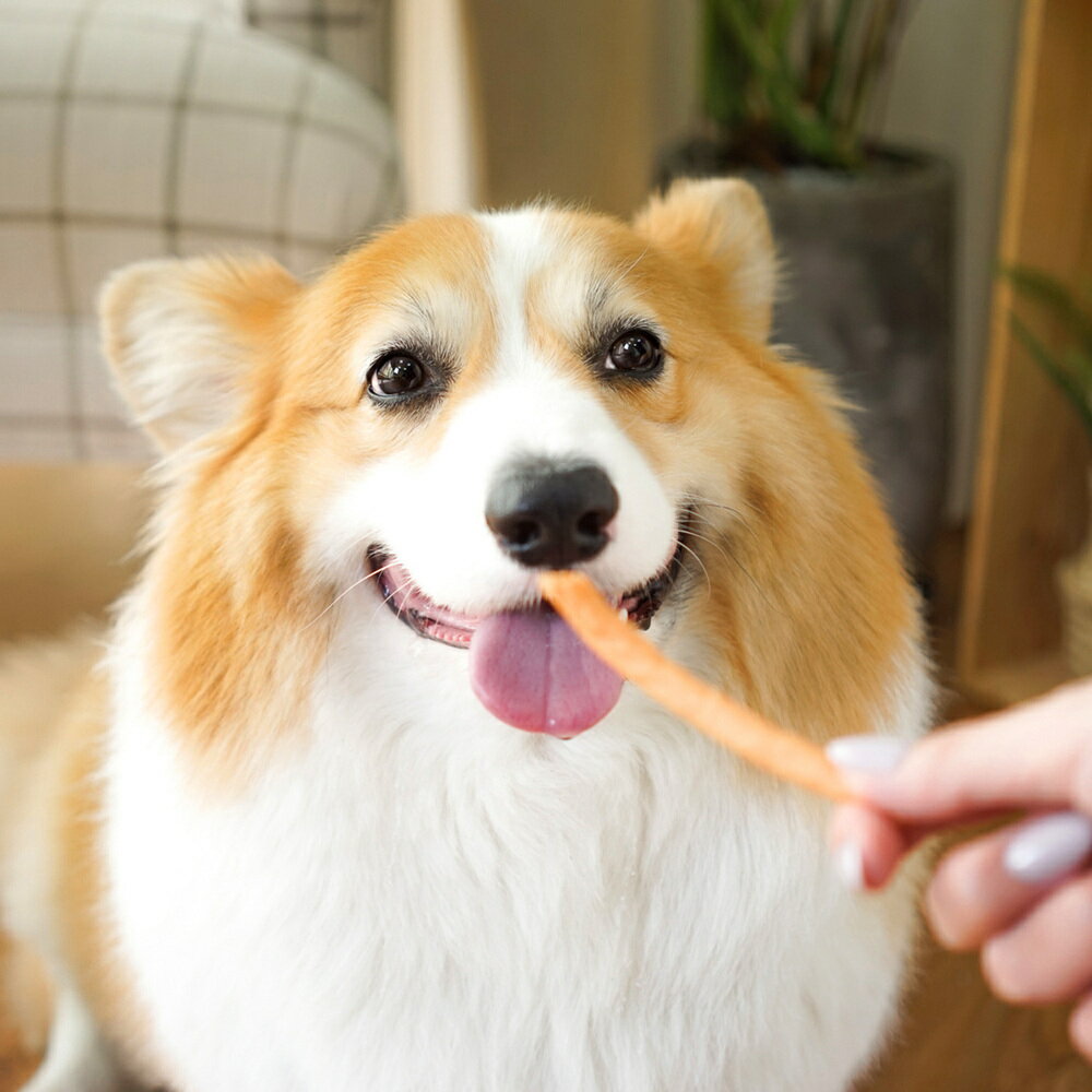 【SofyDOG】Hyperr 超躍 手作頭好壯壯雞肉零食(亞麻籽雞肉餅+鱉蛋雞肉餅+起司雞肉條) 寵物肉乾 肉條 雞肉零食 新舊包裝混和出貨 | SofyDOG直營店 | 樂天市場Rakuten