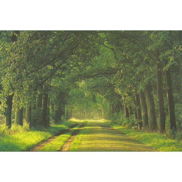 HC - 世界風情-綠林足徑 臺灣製1000片夜光拼圖 1000-2B-53 | 山大王休閒生活館 | 樂天市場Rakuten