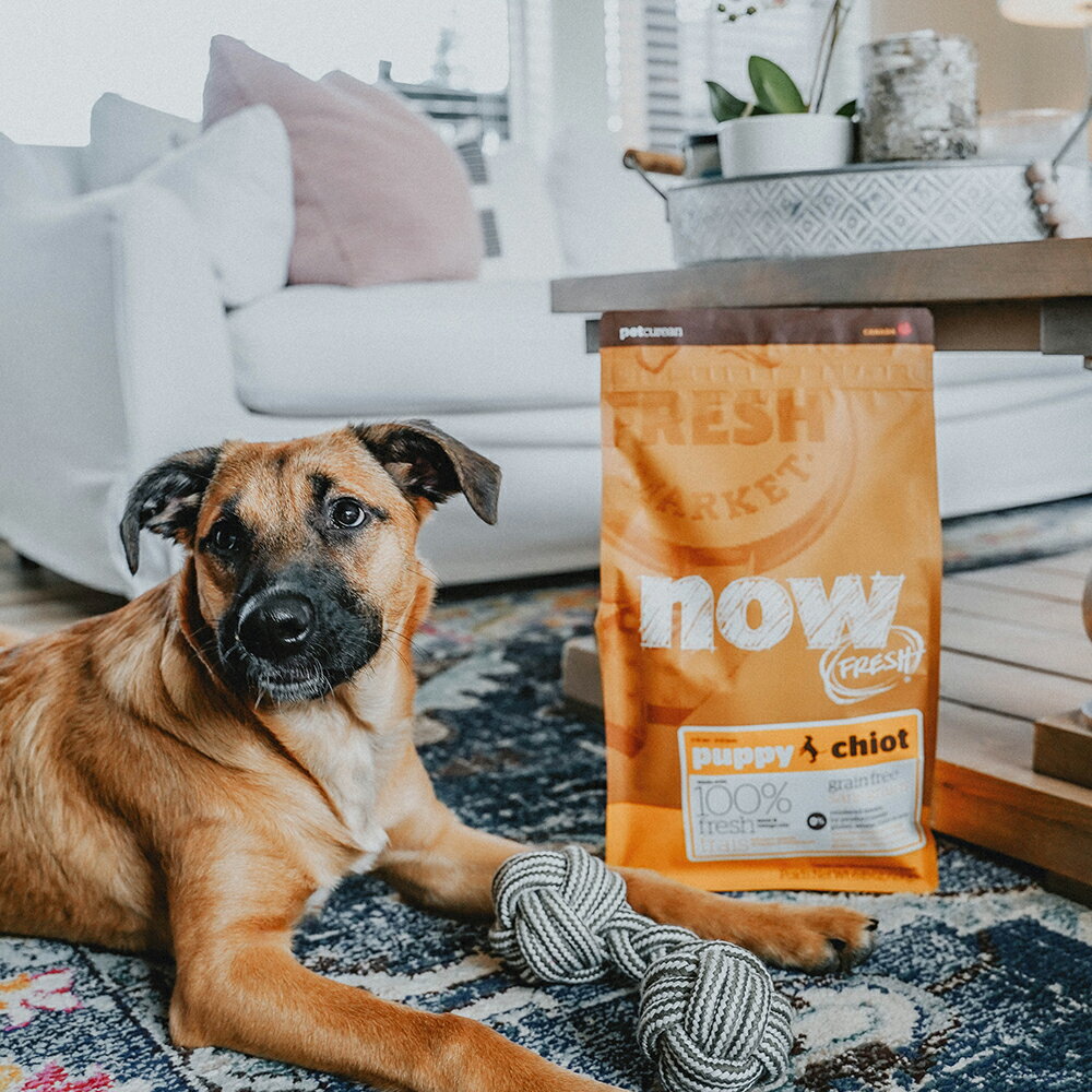 買大送小．加贈100克【SofyDOG】Now! 鮮肉無穀天然糧 幼犬配方 3.5磅 狗飼料 犬糧 效期25.03.26 | SofyDOG直營店 | 樂天市場Rakuten