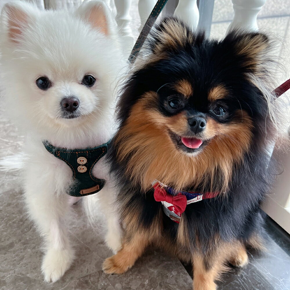 75折售價已折【SofyDOG】puppytie 火山 藏青 M 寵物胸背+牽引繩 貓胸背 貓牽繩 狗胸背 狗牽繩 防暴衝可調節 | SofyDOG直營店 | 樂天市場Rakuten