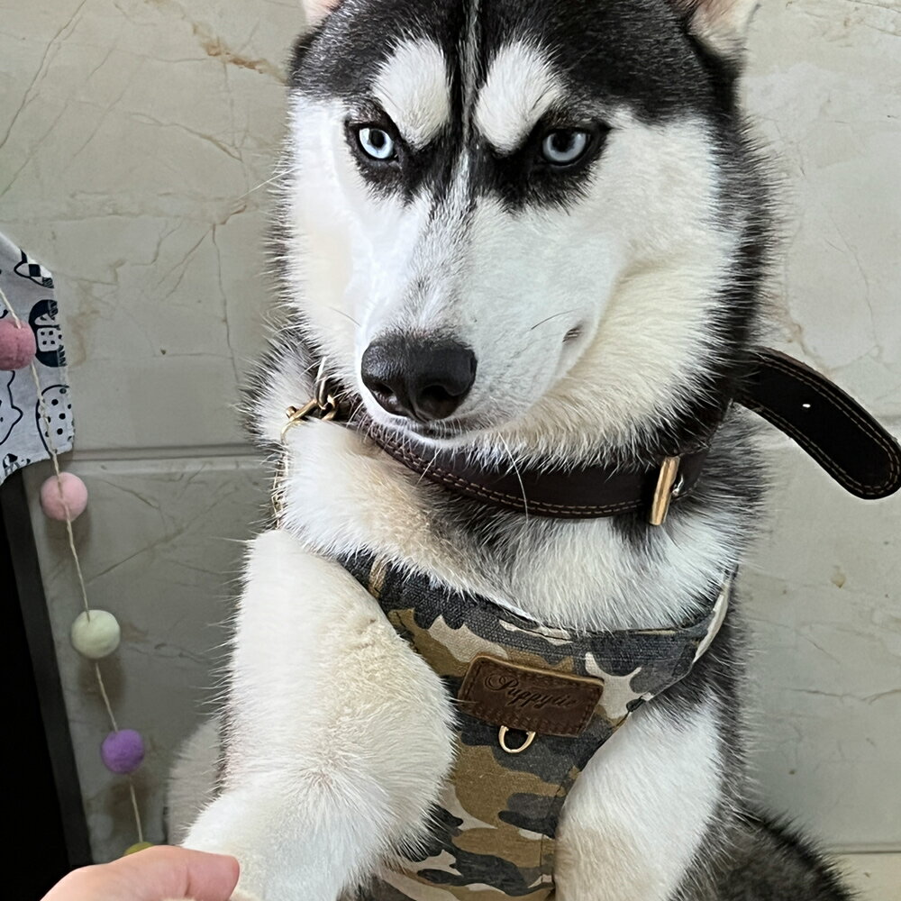 75折售價已折【SofyDOG】puppytie 大尺碼系列 迷彩 L 寵物胸背+牽引繩 中大型犬胸背 狗胸背 狗牽繩 防暴衝可調節 | SofyDOG直營店 | 樂天市場Rakuten