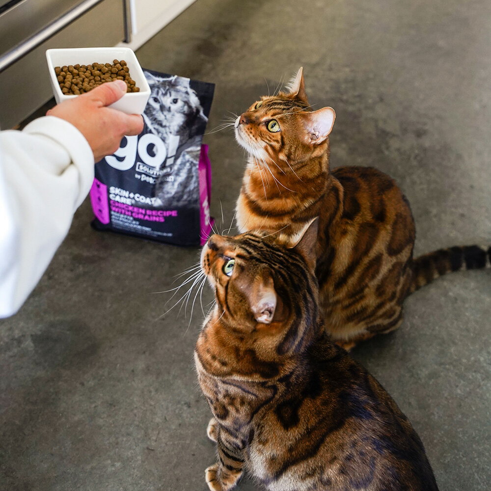 【SofyDOG】go! 皮毛保健系列 雞肉蔬果 全貓配方 16磅 貓飼料 全齡貓 | SofyDOG直營店 | 樂天市場Rakuten