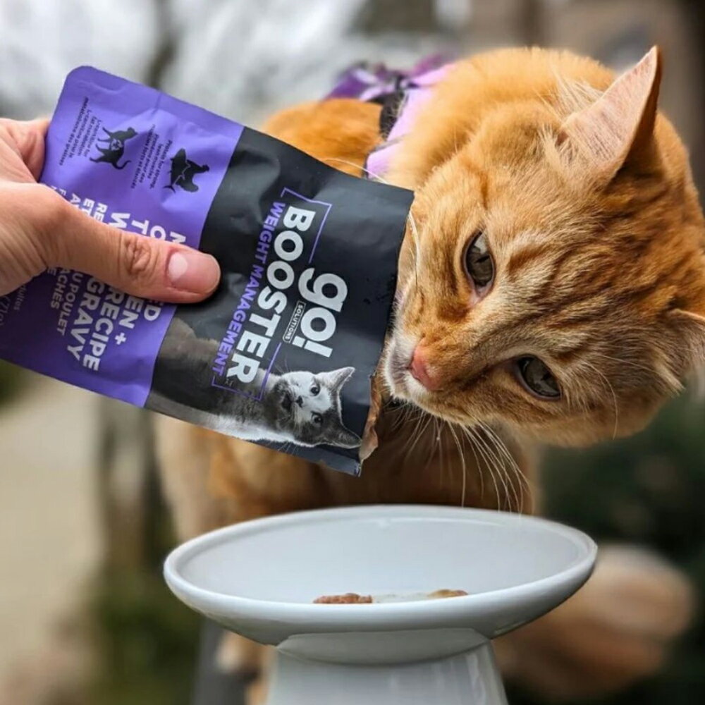 新品上市8折【SofyDOG】go! 貓咪機能主食餐包 綜合口味 71g 24件組 貓罐頭 貓餐包 鮮食 | SofyDOG直營店 | 樂天市場Rakuten