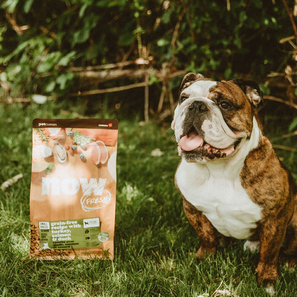 【SofyDOG】now 鮮肉無穀天然糧 小型老犬配方 3.5磅 狗飼料 小型犬 犬糧 | SofyDOG直營店 | 樂天市場Rakuten