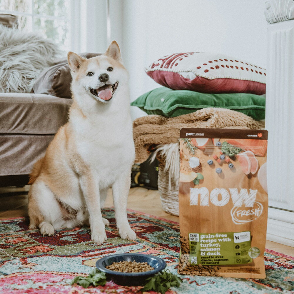 買大送小【SofyDOG】now 鮮肉無穀天然糧 小型成犬配方 22磅 狗飼料 小型犬 犬糧 | SofyDOG直營店 | 樂天市場Rakuten