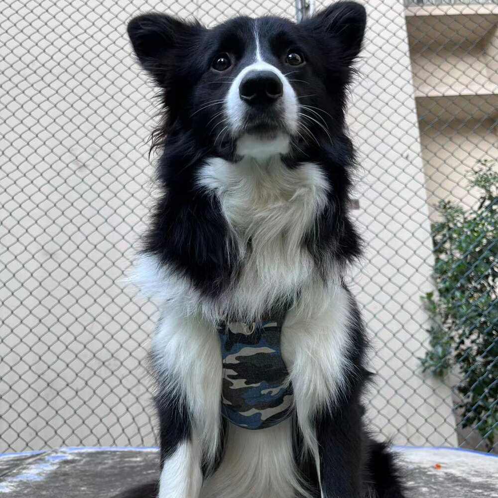 75折售價已折【SofyDOG】puppytie 大尺碼系列 迷彩 L 寵物胸背+牽引繩 中大型犬胸背 狗胸背 狗牽繩 防暴衝可調節 | SofyDOG直營店 | 樂天市場Rakuten