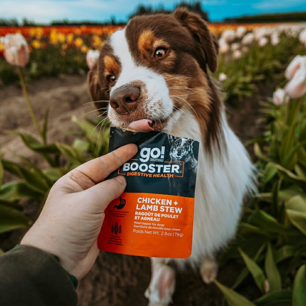 新品上市8折【SofyDOG】go! 狗狗補給餐包 腸胃保健 品燉雞羊+糙米 79g 6件組 狗罐 狗餐包 鮮食 | SofyDOG直營店 | 樂天市場Rakuten
