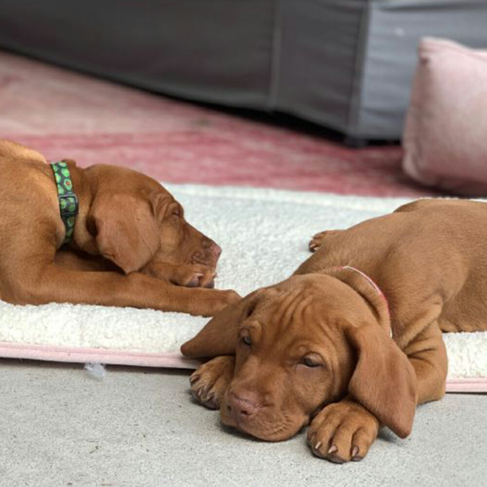 【SofyDOG】BOWSERS 輕盈簡約寵物睡墊 銀黑箭羽-S 睡墊 睡床 手工製作 | SofyDOG直營店 | 樂天市場Rakuten