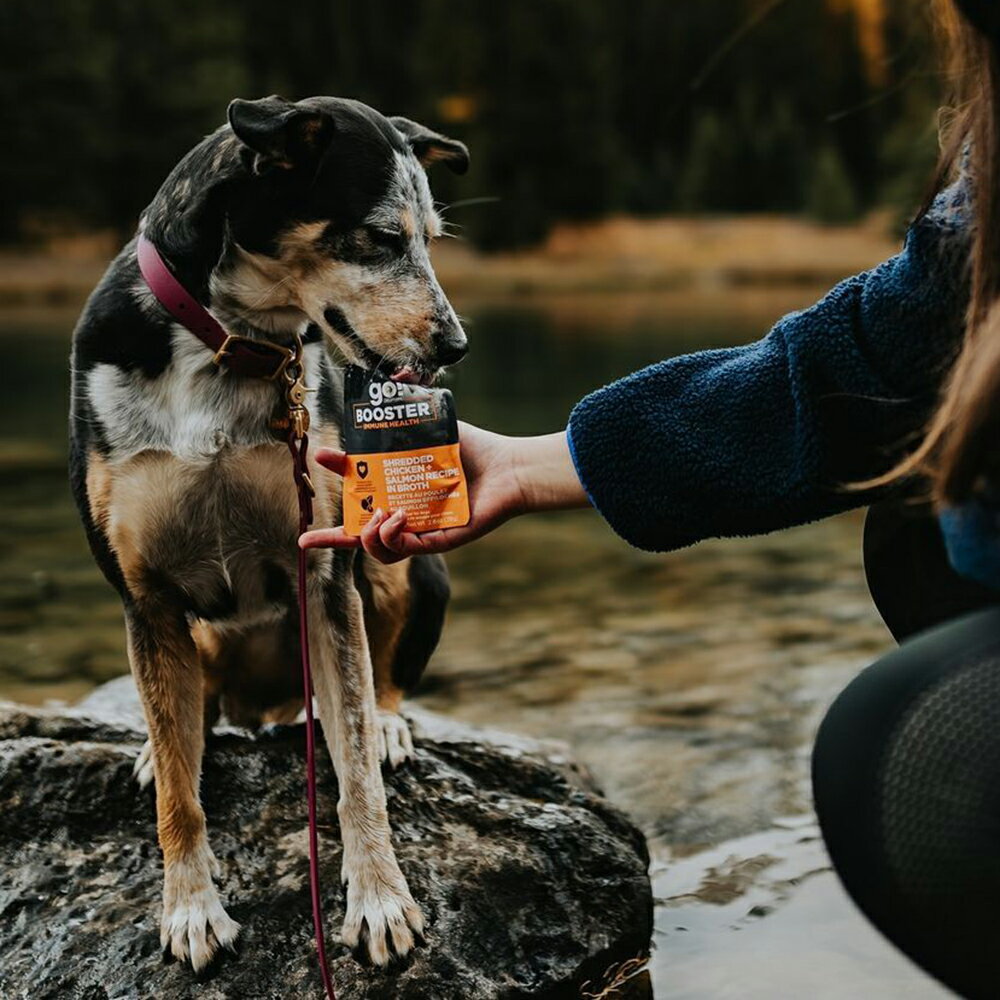 【SofyDOG】go! 狗狗補給餐包 免疫保健 嫩絲無穀雞鮭 79g 24件組 狗罐 狗餐包 鮮食 | SofyDOG直營店 | 樂天市場Rakuten