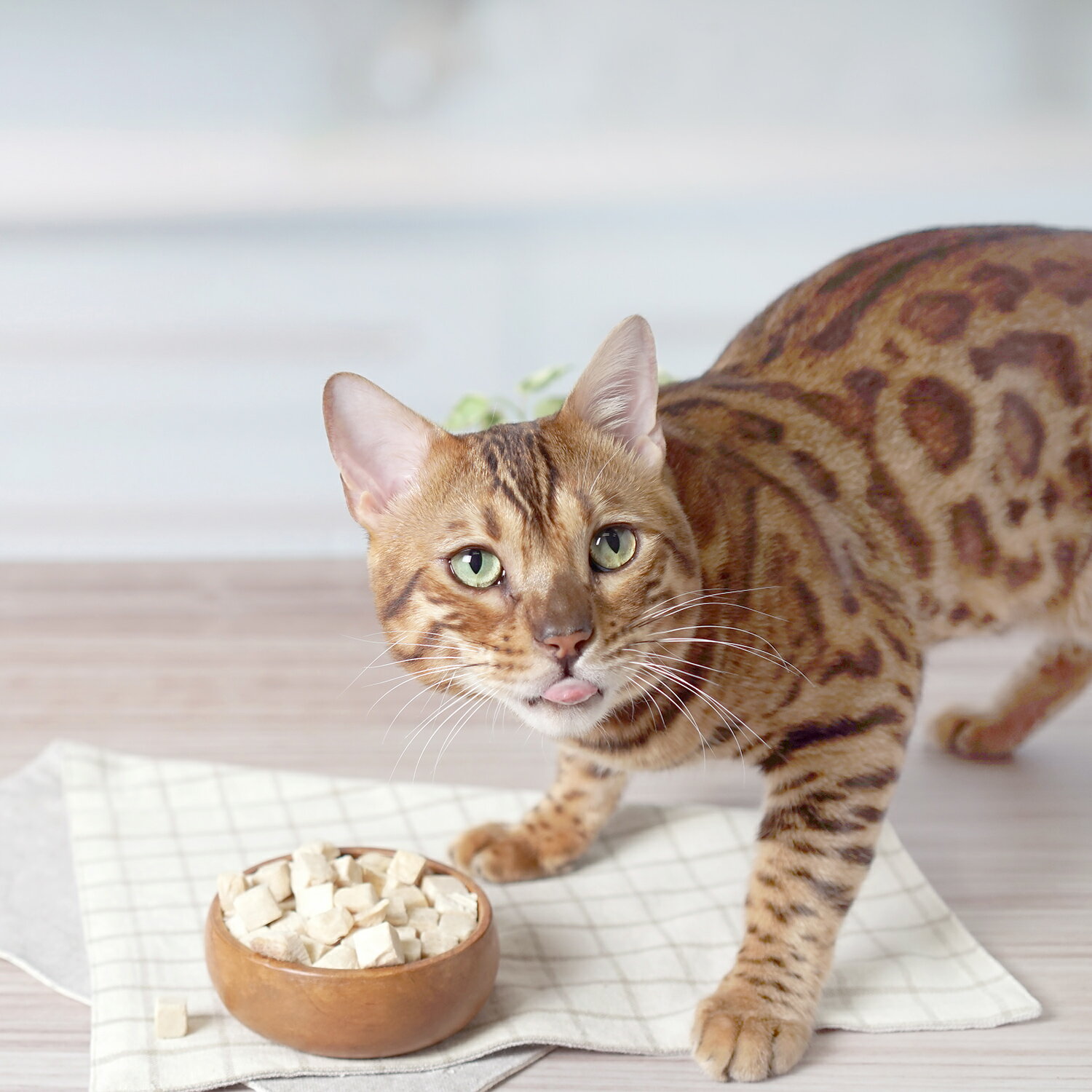 【SofyDOG】Hyperr超躍 凍乾零食 牛肉立方 30g 冷凍乾燥 貓狗可吃 貓零食 狗零食 原肉 純肉 | SofyDOG直營店 | 樂天市場Rakuten