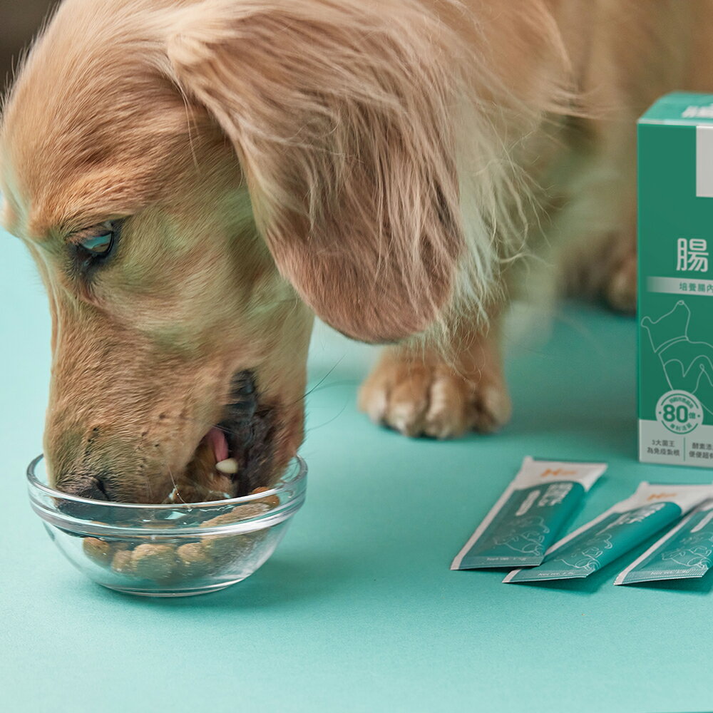 任選3件9折【SofyDOG】Hyperr超躍 80億活菌數腸胃益生菌 (腸胃保健 | 幫助消化) | SofyDOG直營店 | 樂天市場Rakuten