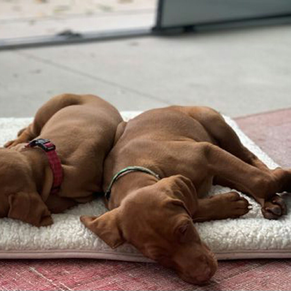 【全店滿2500送利樂包2盒】【SofyDOG】BOWSERS 輕盈簡約寵物睡墊 銀黑箭羽-S 睡墊 睡床 手工製作 | SofyDOG直營店 | 樂天市場Rakuten